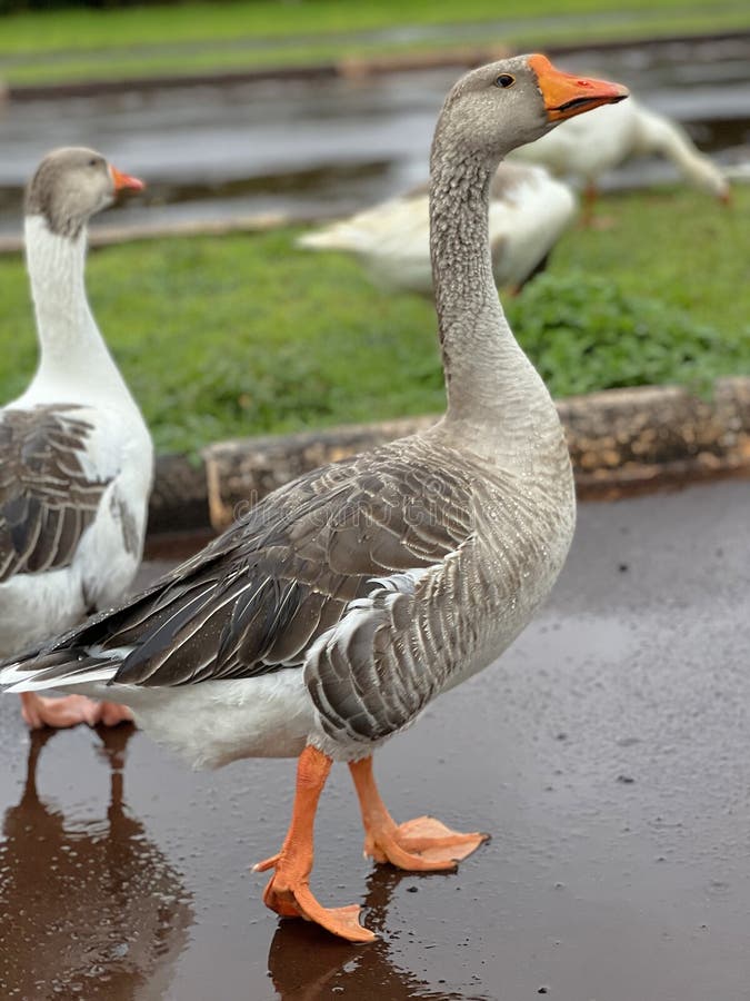 Domesticated Goose Water Bird with Beautiful Plumage Stock Photo ...