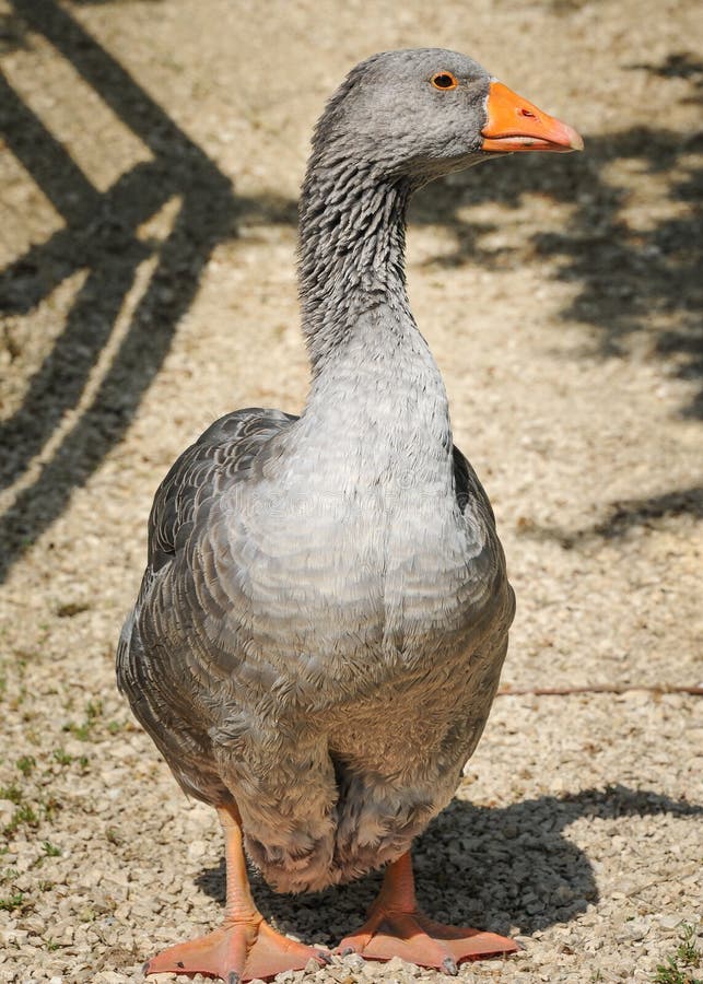 A Domesticated Grey Goose in Lower Austria Stock Image - Image of ...