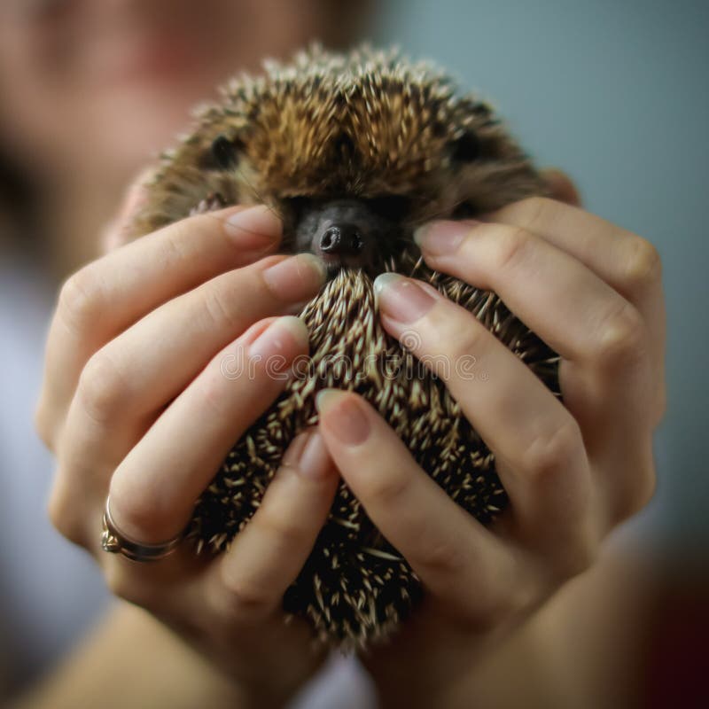 Domesticated Hedgehog or African Pygmy in Hands Stock Image - Image of ...