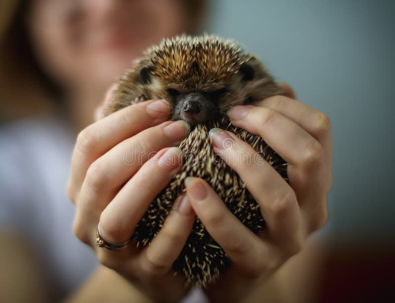 Domesticated Hedgehog or African Pygmy in Hands Stock Photo - Image of ...