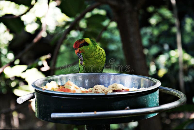 Domesticated Iris Lorikeet Stock Photos - Free & Royalty-Free Stock ...