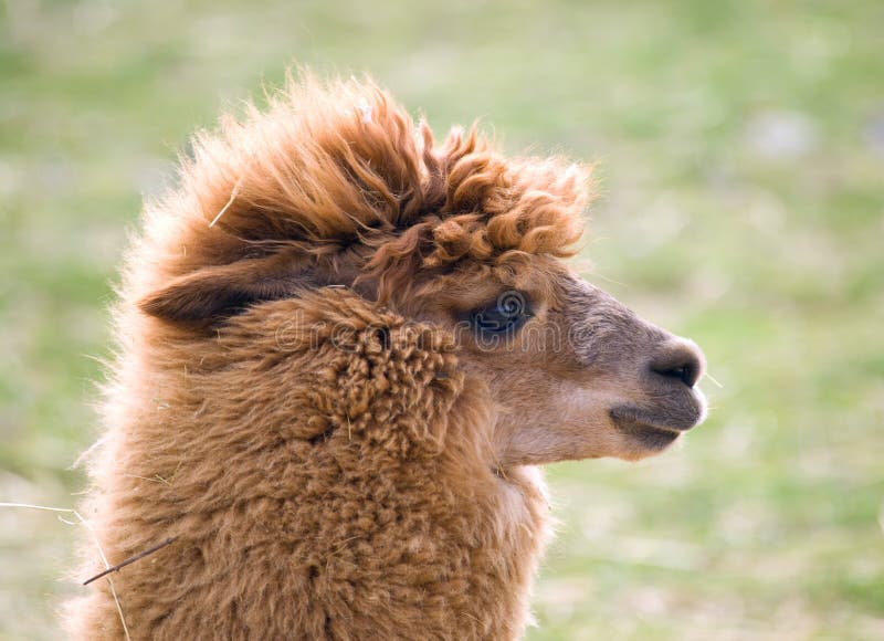 Domesticated llama stock image. Image of toed, guanicoe - 20674471