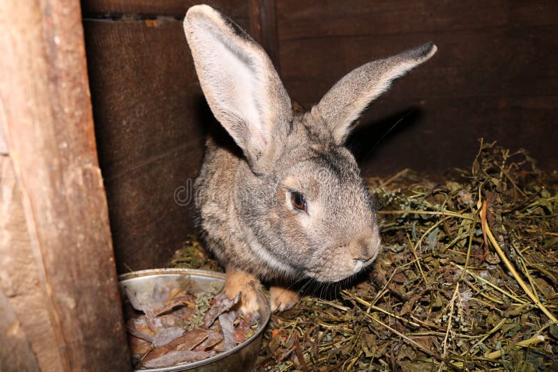 The domesticated rabbit. stock image. Image of mammal - 105832125