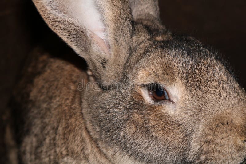 The domesticated rabbit. stock photo. Image of household - 105832180