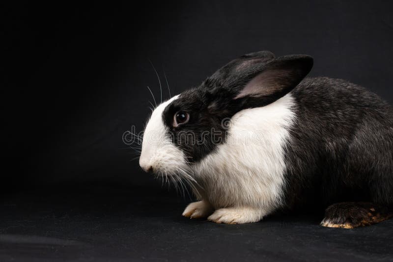 5,780 Little Bunny Black Background Stock Photos - Free & Royalty-Free ...