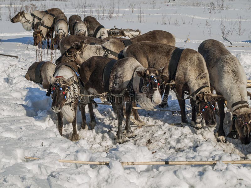 Domesticated reindeers stock photo. Image of north, gear - 34717320