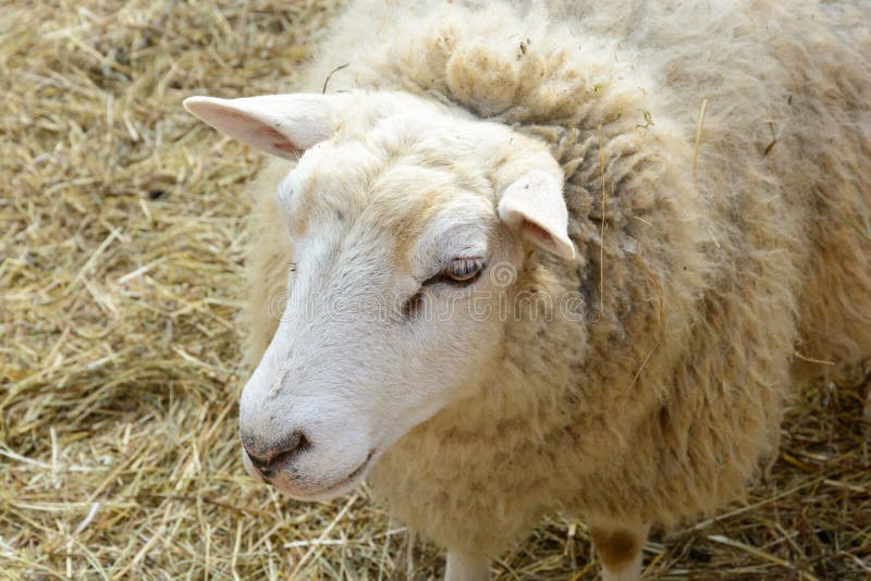 Portrait of Domesticated Sheep on Pasture Stock Image - Image of farm ...