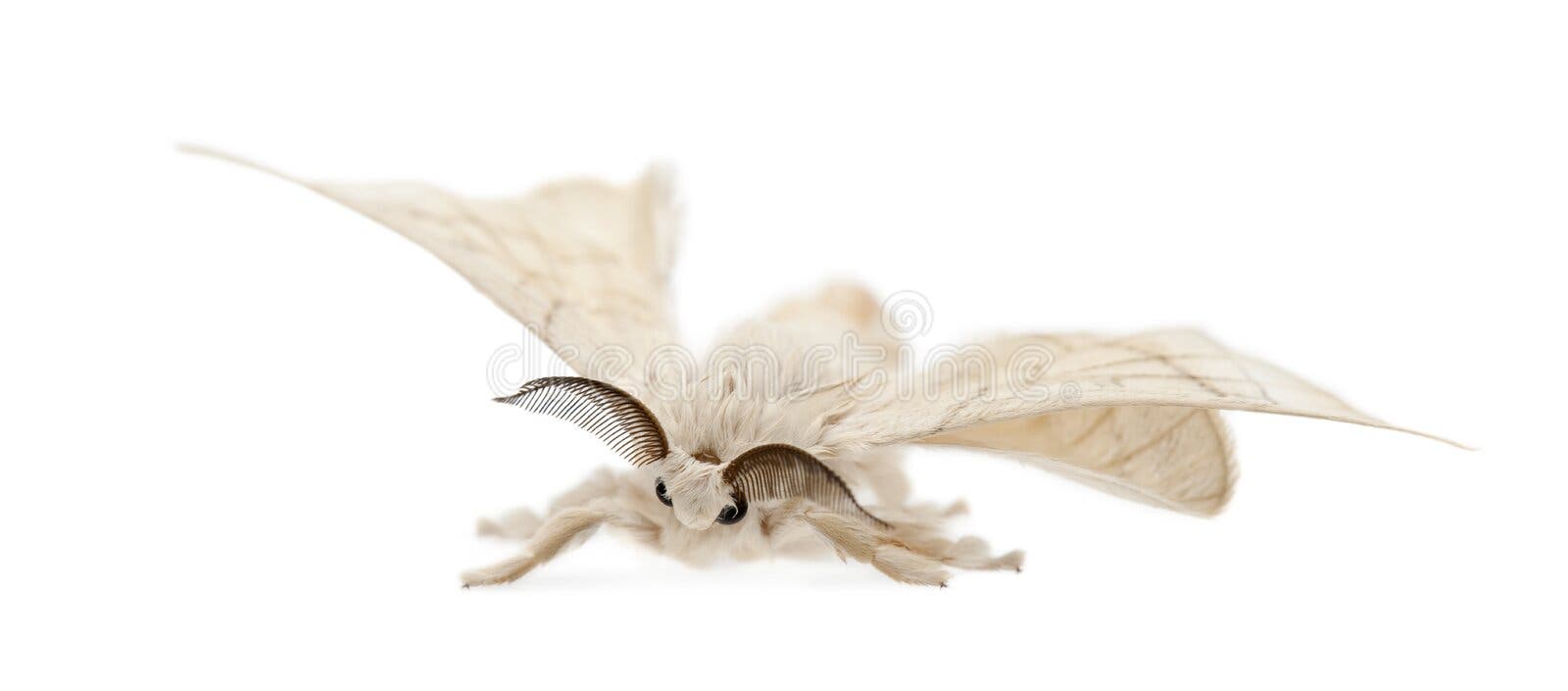 Bombyx Mori on Leaf in Indian Village Garden Image Domestic Silk Moth ...