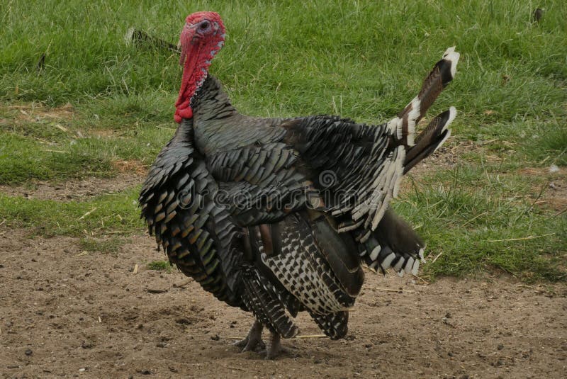 Domesticated Turkey, Wild Turkey, Galliformes, Turkey Picture. Image ...