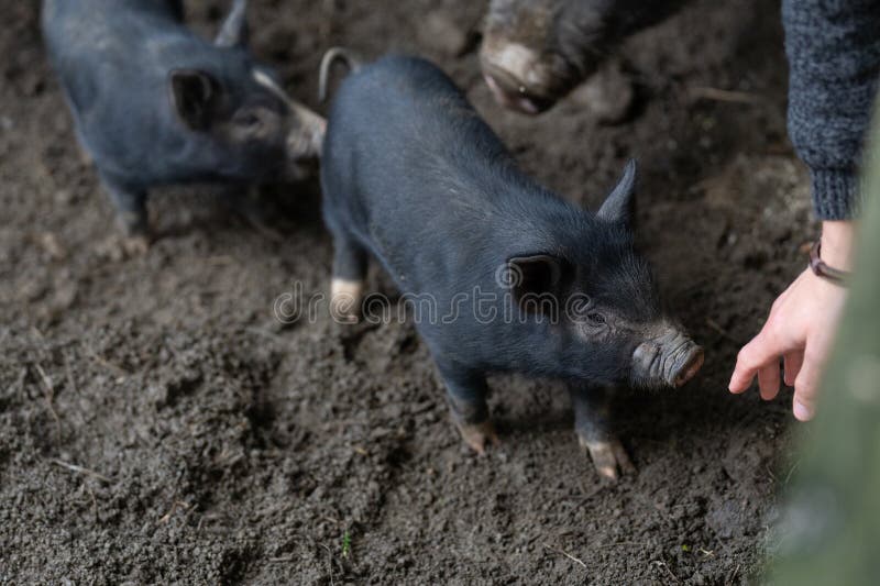 Captain Cooker Pig Stock Photos - Free & Royalty-Free Stock Photos from ...