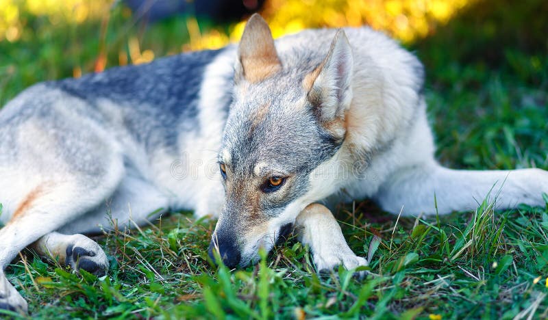 Domesticated Wolf Dog Resting Relaxed on a Meadow.. Stock Image - Image ...