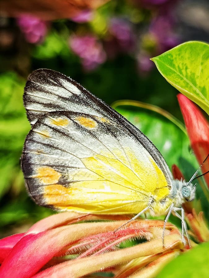 Domestik Butterfly Perched on the Broken Flower for a Rest Stock Image ...