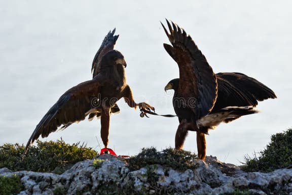 Raptor Testing Gif Stock Photos - Free & Royalty-Free Stock Photos from ...