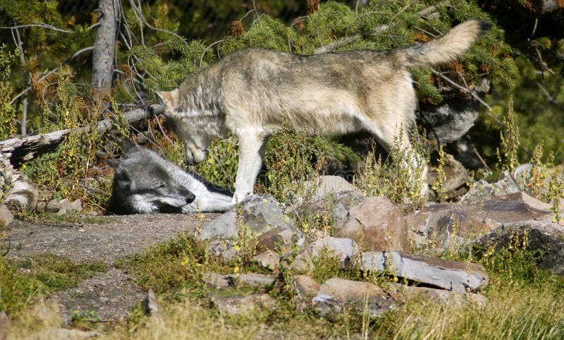 Dominance Play - Timber Wolves Picture. Image: 470219