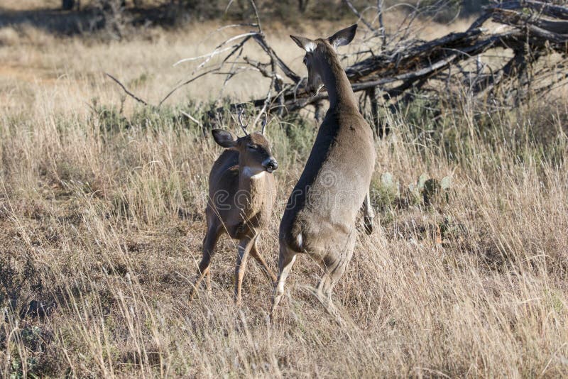 Dominant Doe Fighting with Spike Buck Stock Image - Image of gigantic ...