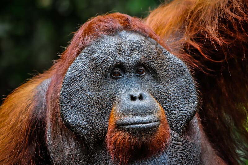 Orangutan (Pongo Pygmaeus), Borneo, Indonesia Stock Photo - Image of ...
