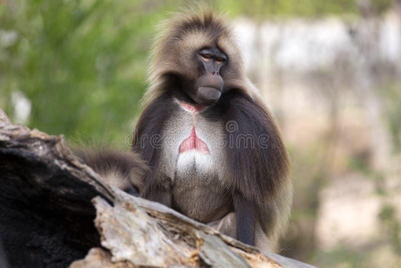 Dominant Male Gelada, Theropithecus Gelada Stock Photo - Image of world ...