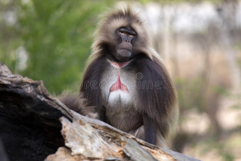 Dominant Male Gelada, Theropithecus Gelada Stock Photo - Image of ...