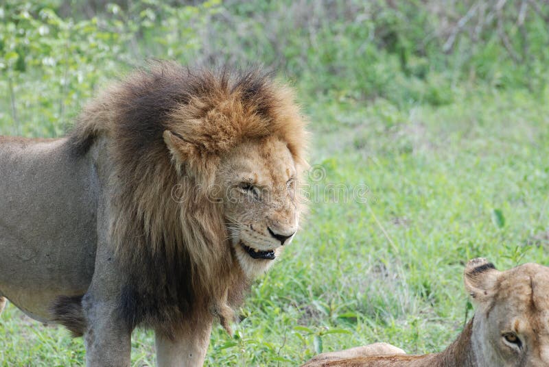 Dominant male lion stock image. Image of female, serengeti - 19364075
