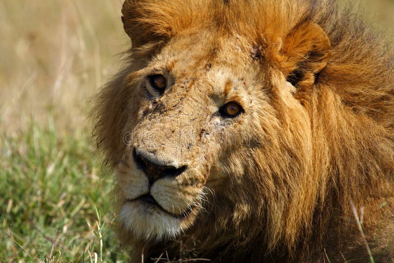 Dominant Male Lion with Large Mane, Masai Mare Stock Photo - Image of ...