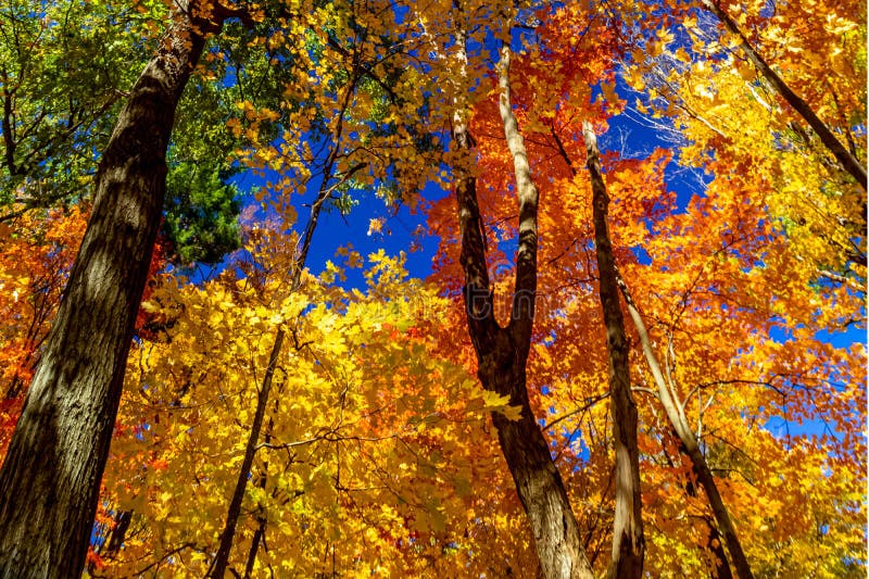 Domination by Gold and Competition from Orange, Fall in Central Canada ...