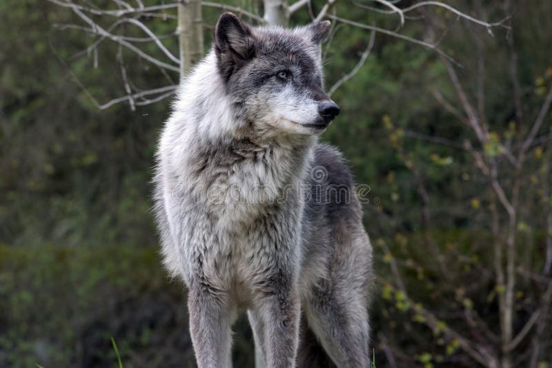 Dominierender grauer Wolf stockfoto. Bild von überwintern - 127124