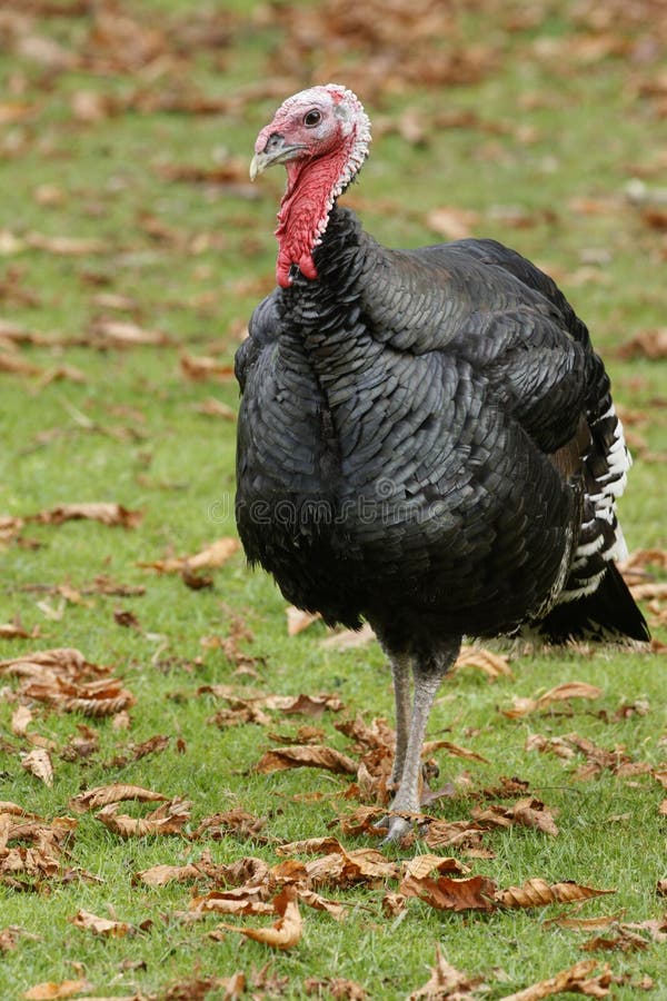Domowy indyk obraz stock. Obraz złożonej z ptactwo, ptak - 34291323