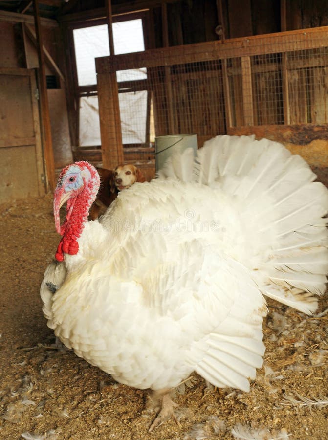 Domowy indyk obraz stock. Obraz złożonej z zakończenie - 35286929