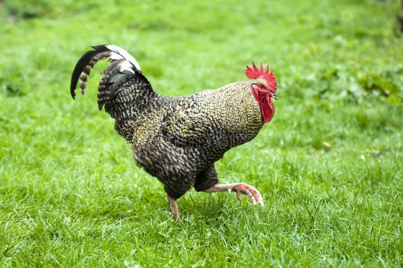 Domowy kogut obraz stock. Obraz złożonej z ptactwo, kogut - 21768587