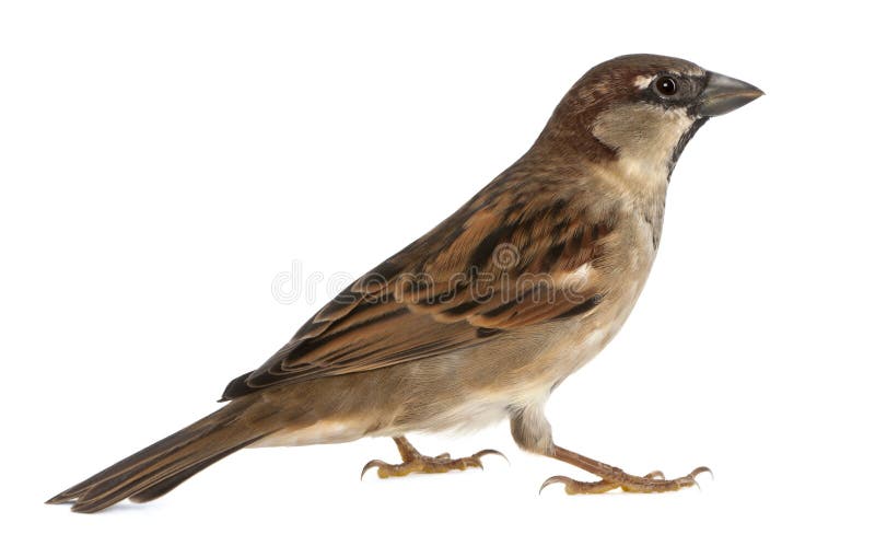 Domowy męski wróbel zdjęcie stock. Obraz złożonej z przechodzień - 24708324
