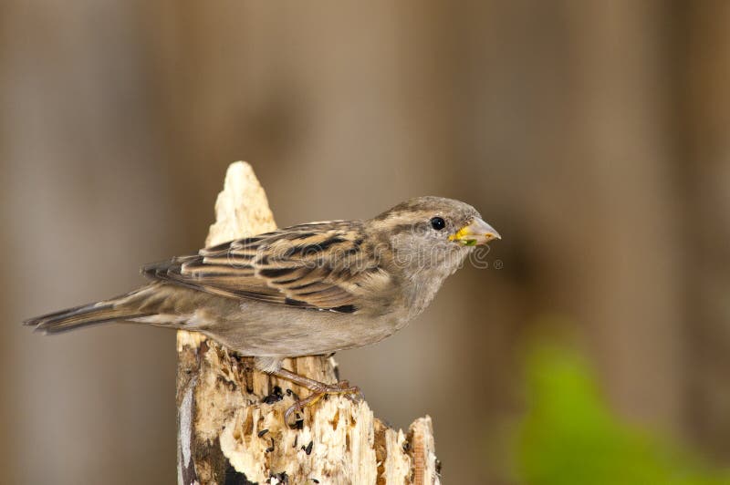 Angielski wróbel w domu obraz stock. Obraz złożonej z mały - 3098801