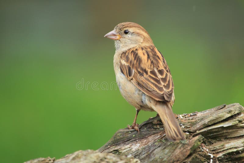 Domesticus Domowy Przechodnia Wróbel Zdjęcie Stock - Obraz złożonej z ...