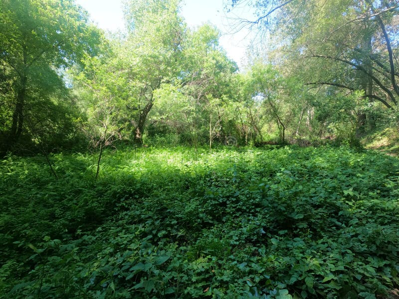 Don Castro Recreation area stock photo. Image of swamp - 218384454