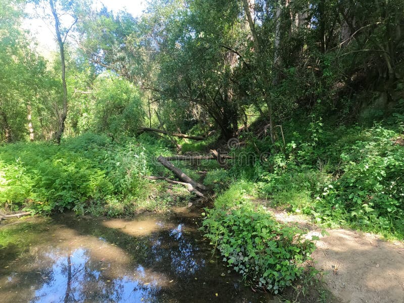 Don Castro Recreation area stock photo. Image of fish - 218384462