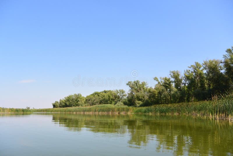 Don river stock image. Image of reed, volga, tree, mangroves - 53859533