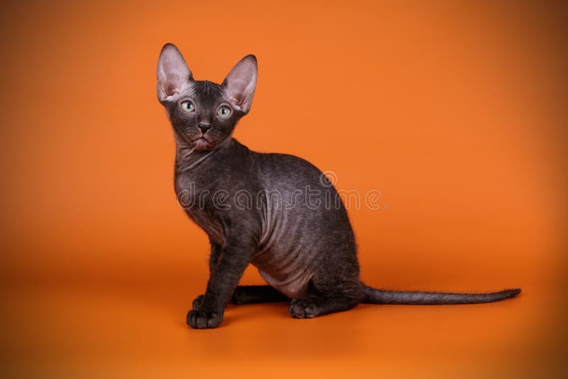 859 Colored Don Sphynx Cat Stock Photos - Free & Royalty-Free Stock ...