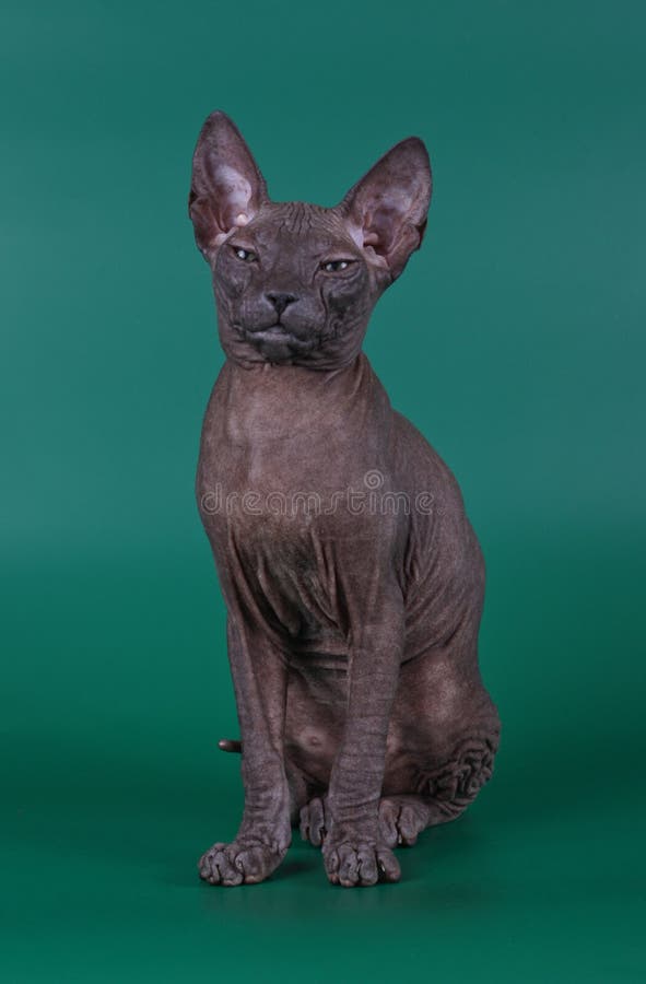 Don Sphynx Cat on Colored Backgrounds Stock Image - Image of hairless ...
