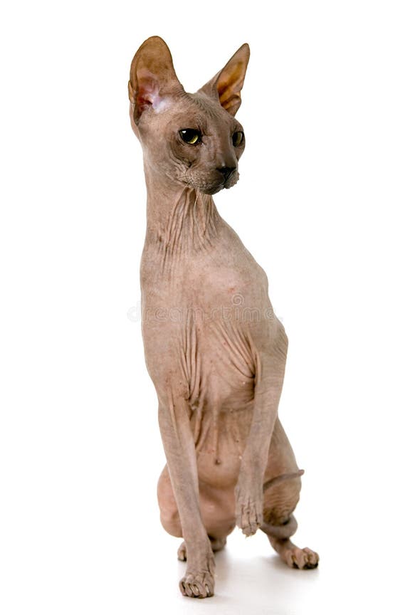 Don Sphynx on Isolated White Stock Photo - Image of meowing, enigma ...