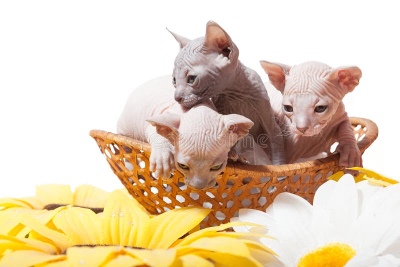 3 Sphynx Kittens in Easter Basket Stock Photo - Image of sitting ...