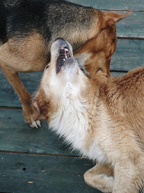 925 Furious Bite Iocn Stock Photos - Free & Royalty-Free Stock Photos ...