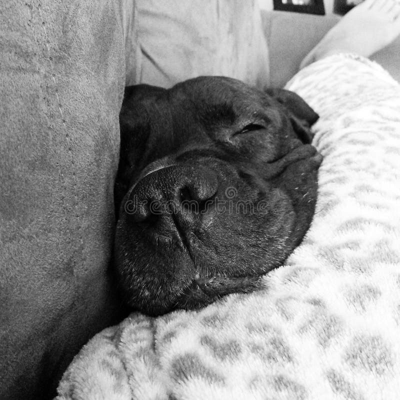 Don t bully my breed stock photo. Image of black, pitbull - 59851498