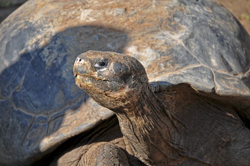 Don t look at me stock image. Image of oklahoma, crawling - 22378485