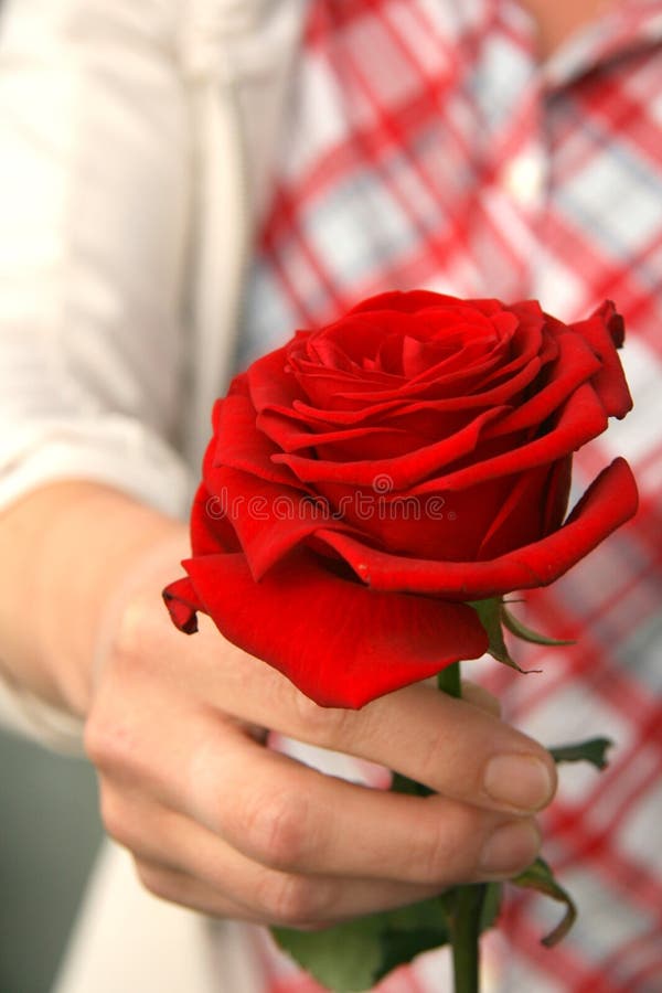 Donating a rose stock photo. Image of caring, colors, floral - 6411838
