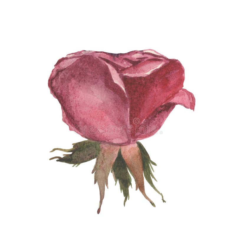Withered rose stock illustration. Illustration of nature - 13194526