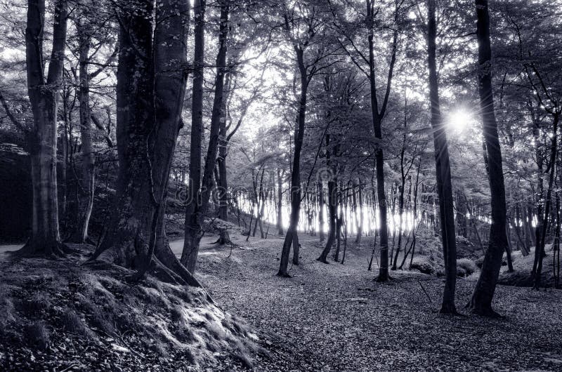 Donker bos. stock afbeelding. Image of vrees, nachtmerrie - 24195275