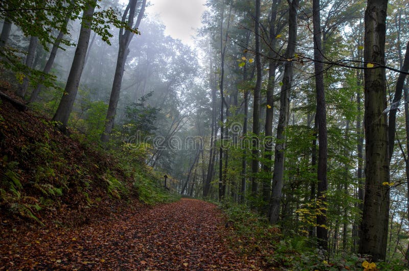 Donker bos in de herfst stock afbeelding. Image of schoonheid - 46646999