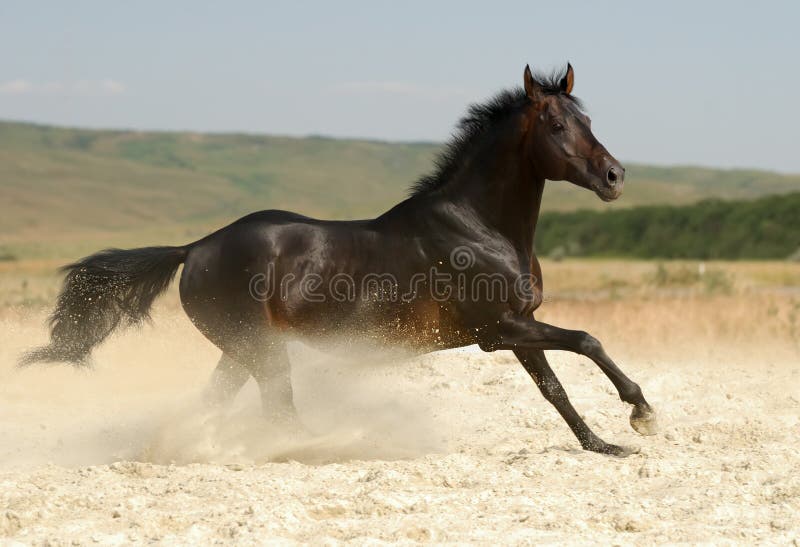 Donker bruin paard stock afbeelding. Image of ruiter - 11037479
