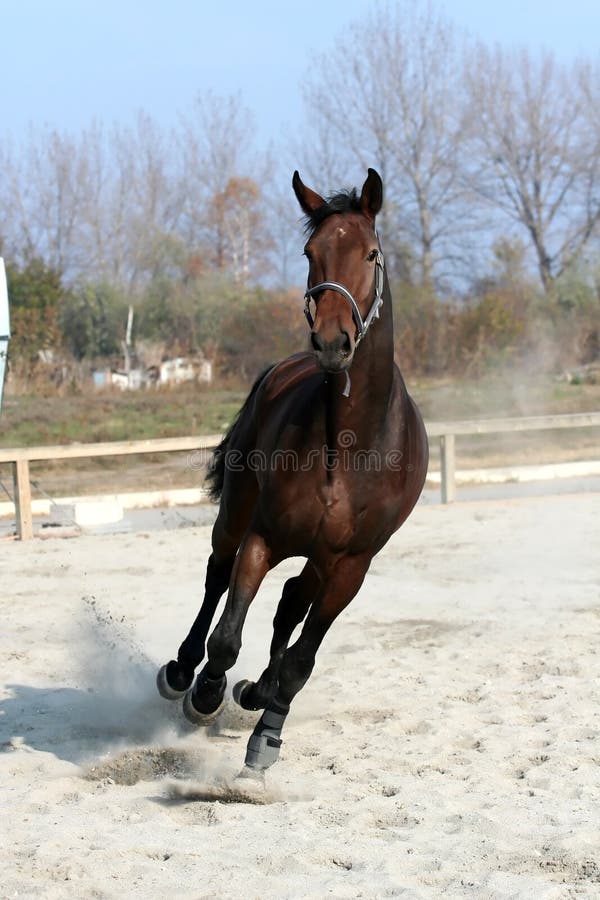 Donker bruin paard. stock afbeelding. Image of macht - 22102699