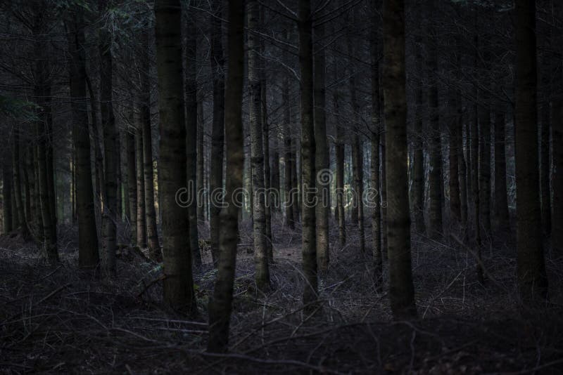 Donker en eng bos stock afbeelding. Image of boomstammen - 46462241