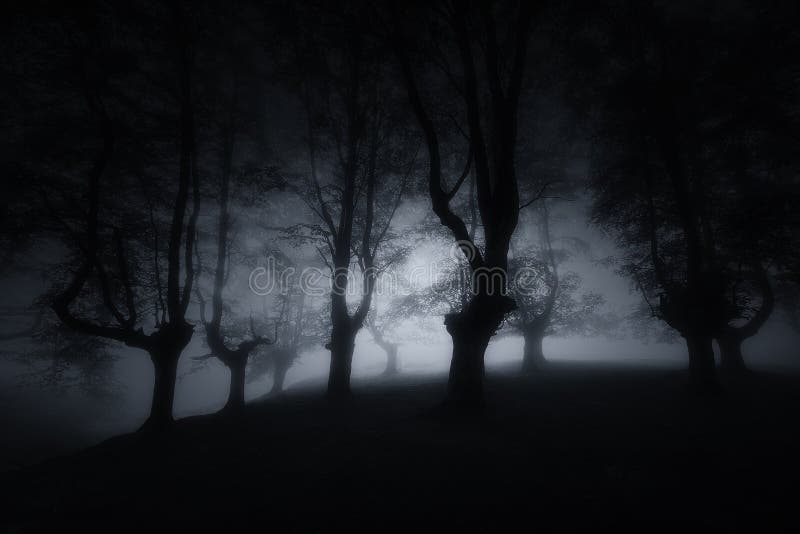 Donker Eng Bos Met Geheimzinnige Bomen Stock Foto - Image of betoverd ...